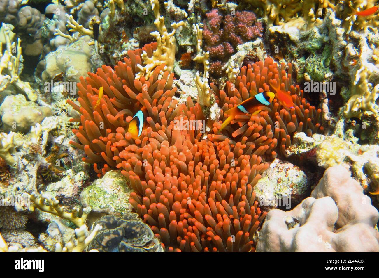 colorful anemone fish in red anemone Stock Photo - Alamy
