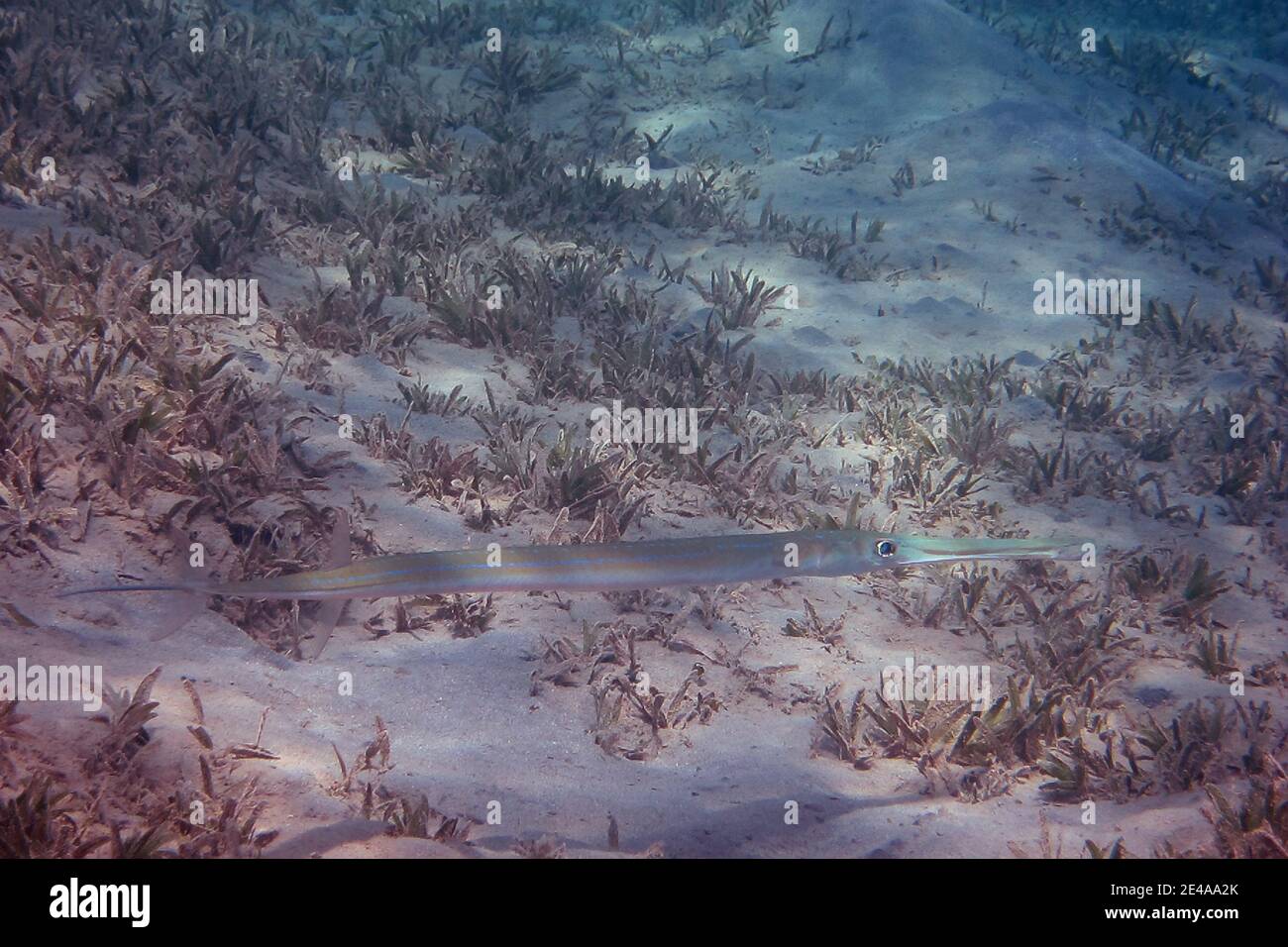 flute fish floats on the ocean floor between seagrass Stock Photo - Alamy