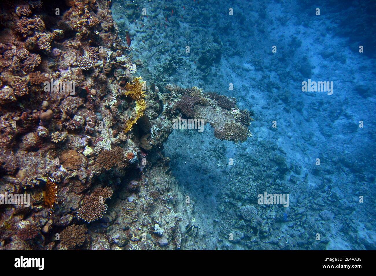 coral with overhang in the Red Sea Stock Photo - Alamy