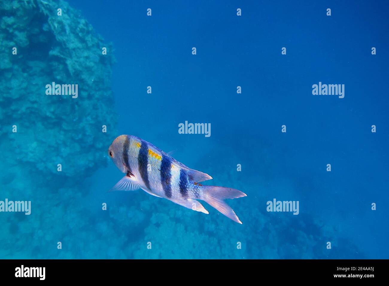 Deep water single fish hi-res stock photography and images - Alamy