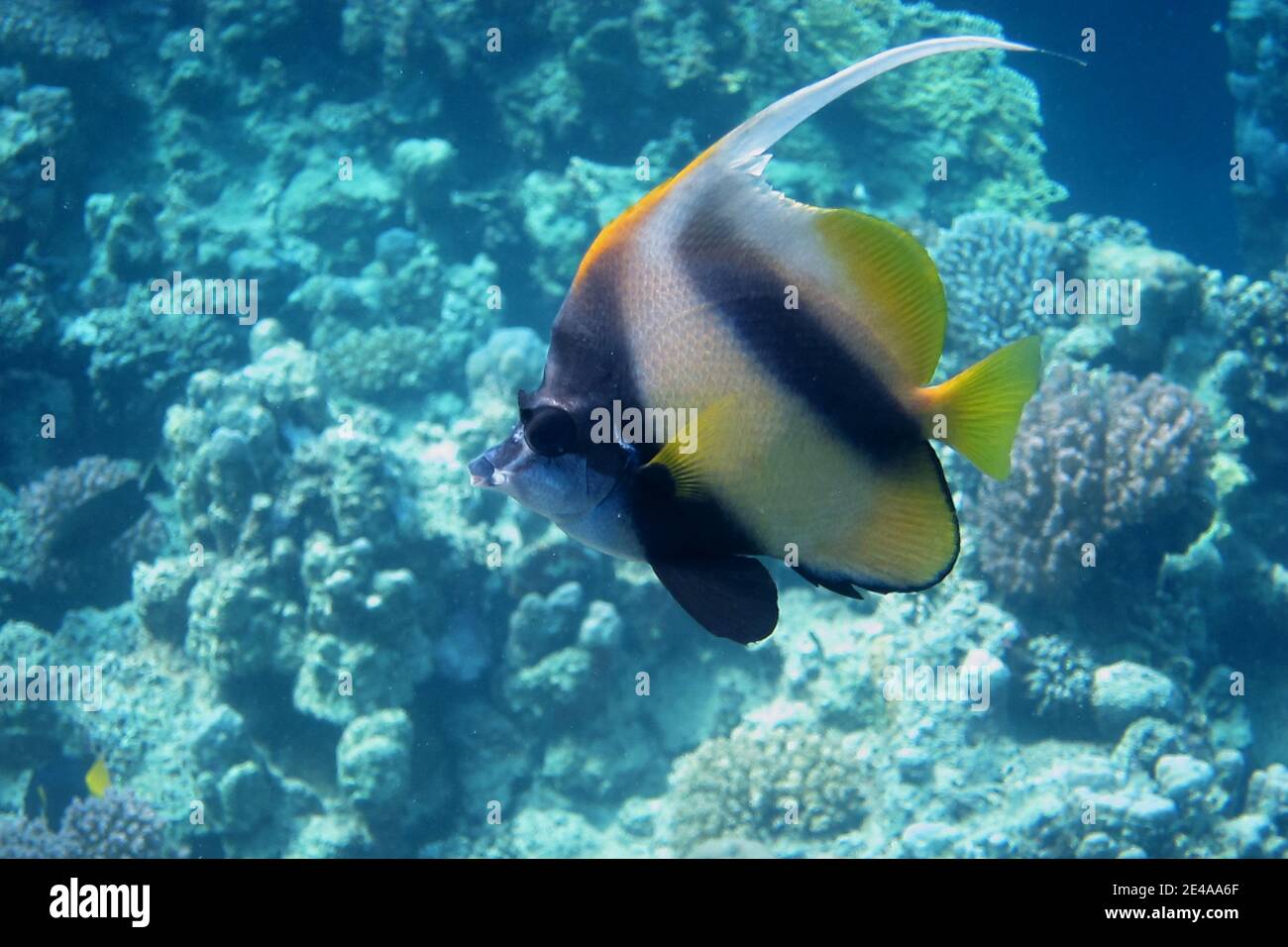 Banner fish hi-res stock photography and images - Alamy