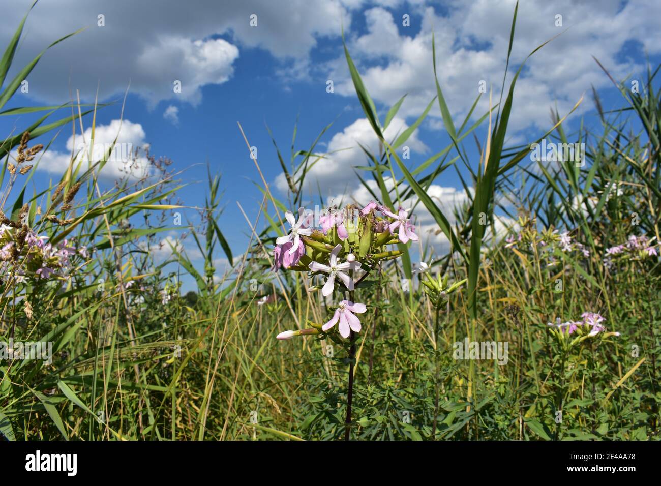 Country side nature Stock Photo - Alamy