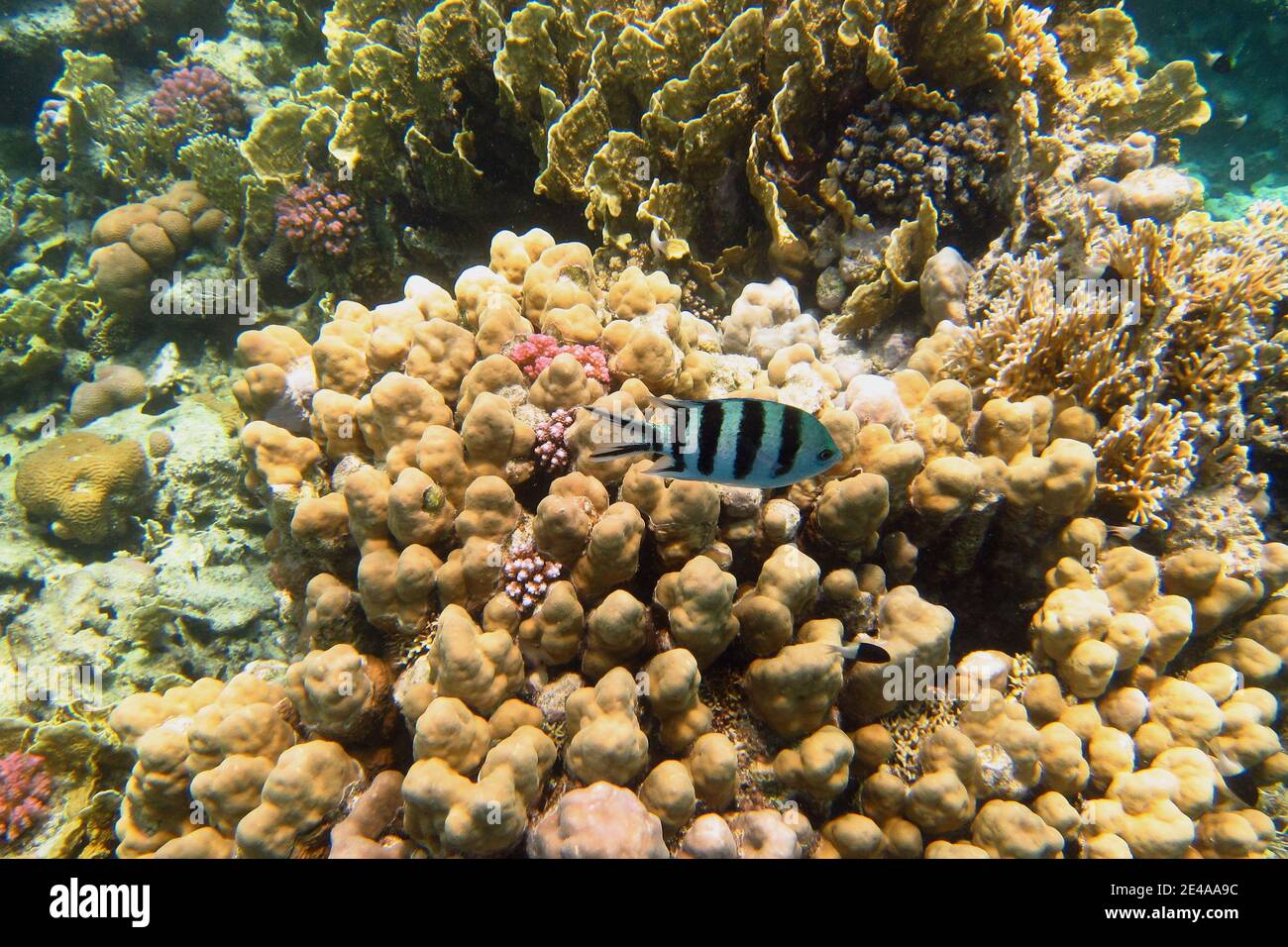 Fish eating coral hi-res stock photography and images - Alamy