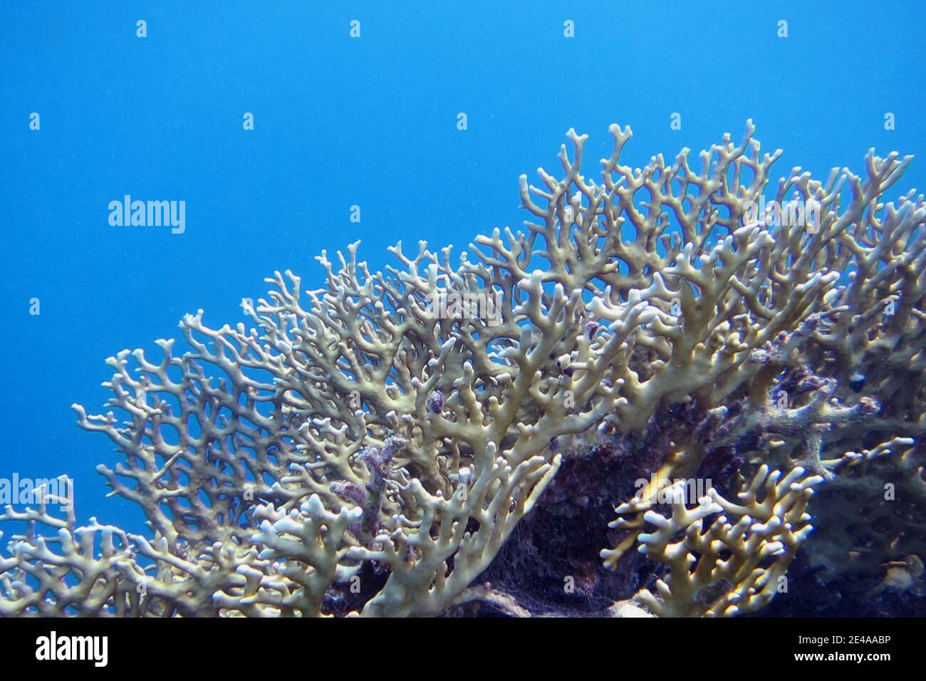 Coral blue water hi-res stock photography and images - Alamy