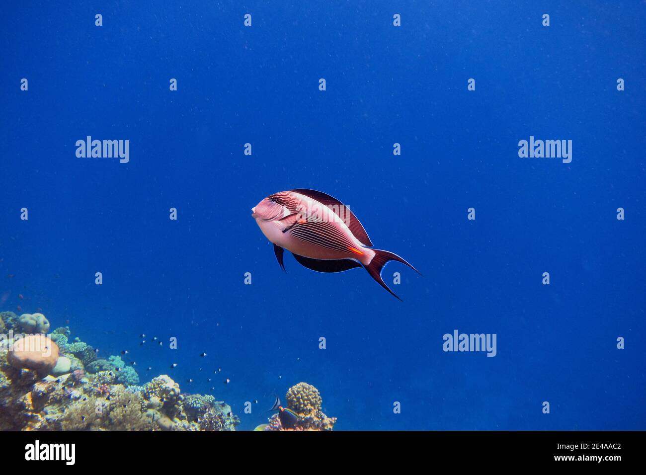 Surgeonfish eating hi-res stock photography and images - Alamy