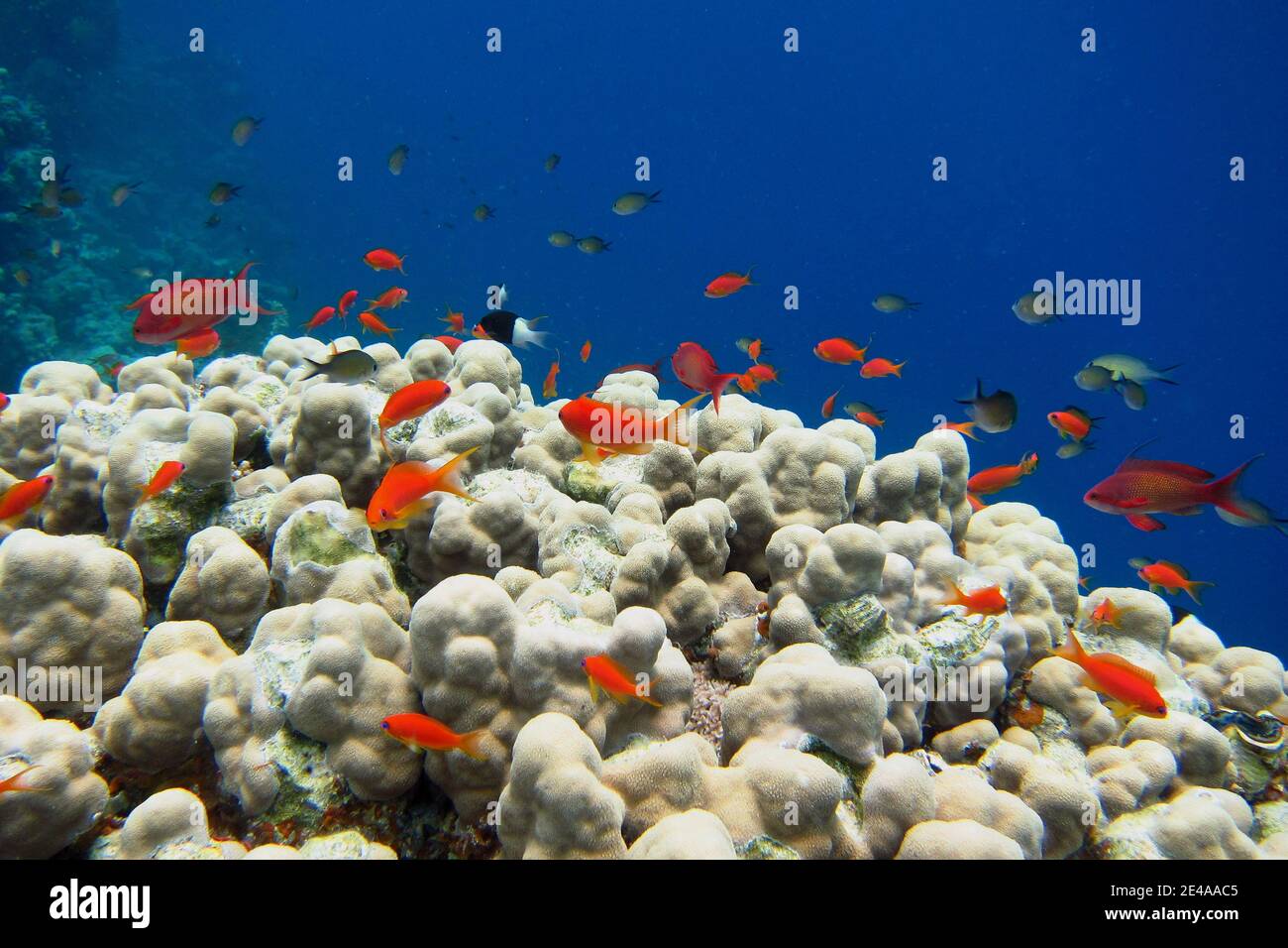 small colorful fish in the blue sea Stock Photo - Alamy