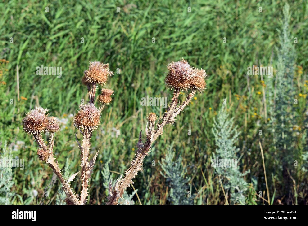 Country side nature Stock Photo - Alamy