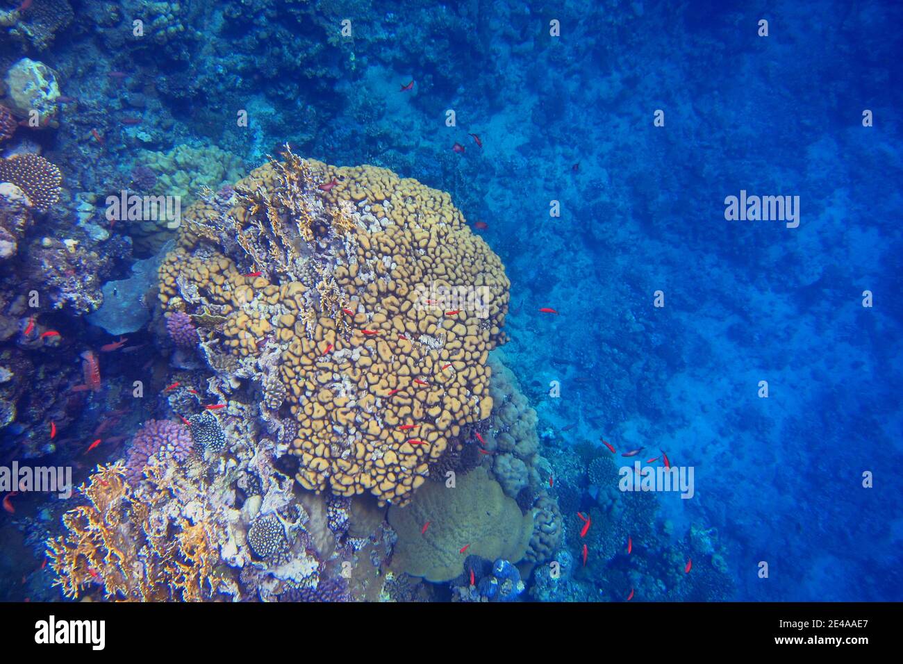 Deep sea coral hi-res stock photography and images - Alamy