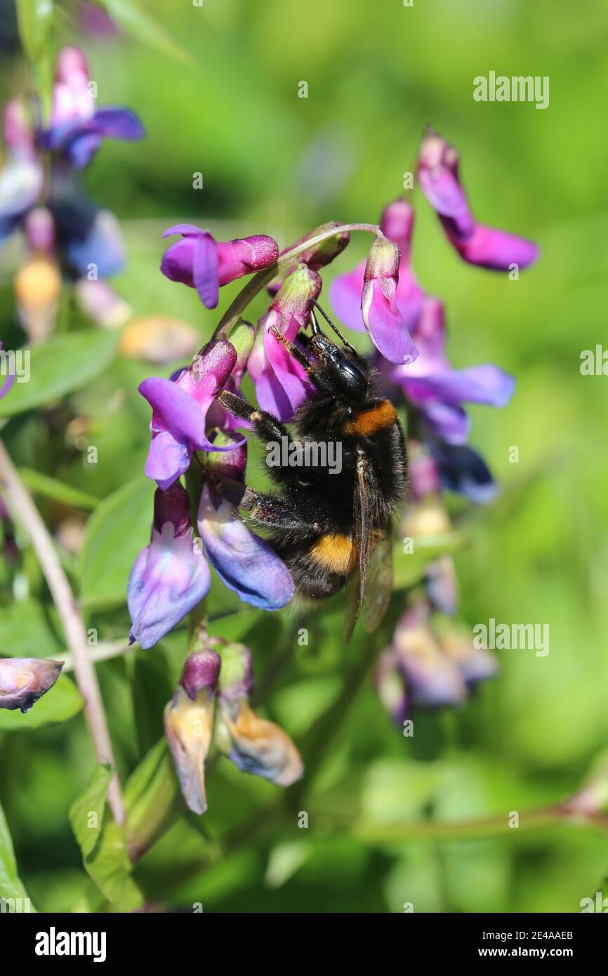 Bumblebee when blossoms on spring flat pea (Lathyrus vernus Stock Photo ...
