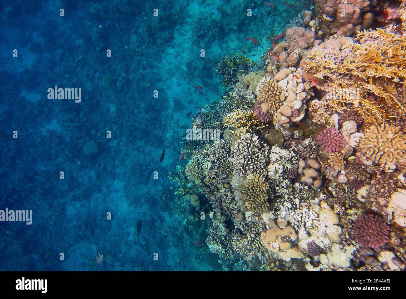 Colorful coral reef and blue seabed in the Red Sea Stock Photo - Alamy
