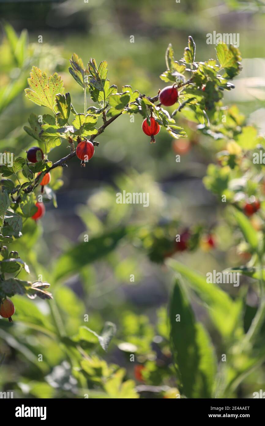 Gooseberry fruits in the back light Stock Photo - Alamy