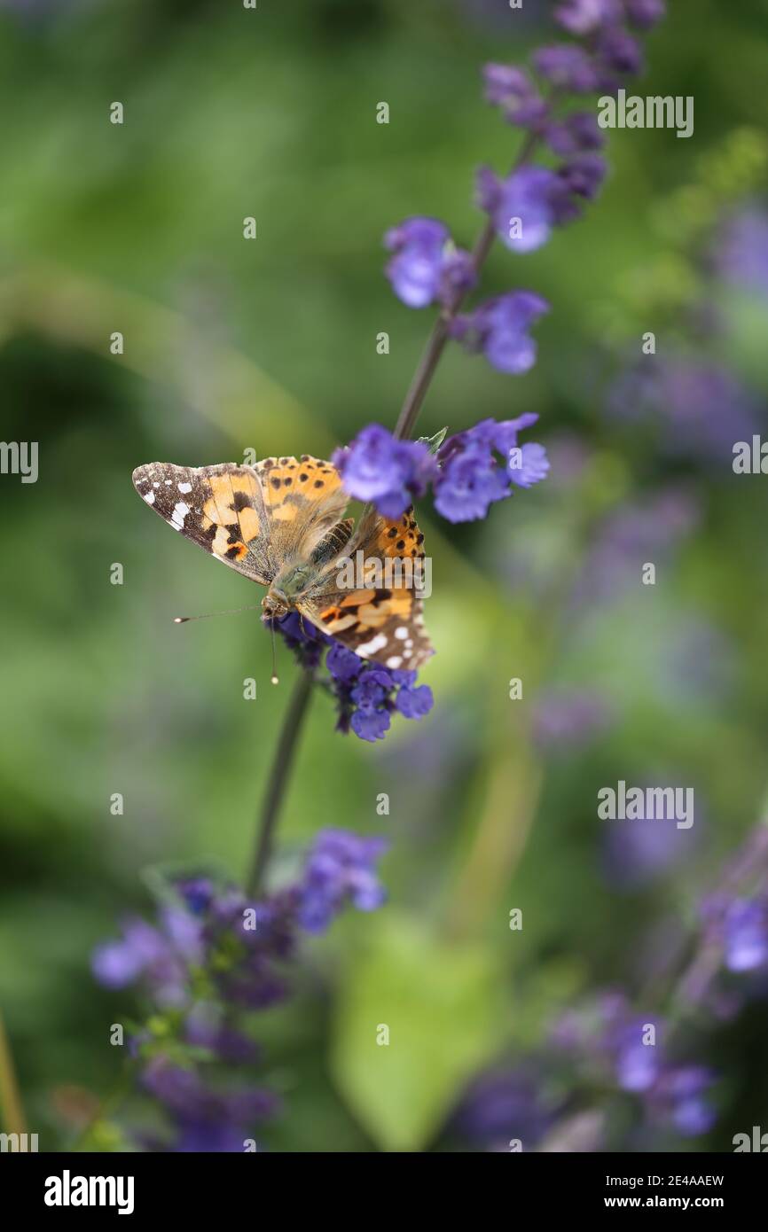 Painted lady (Vanessa cardui) on catnip Stock Photo - Alamy