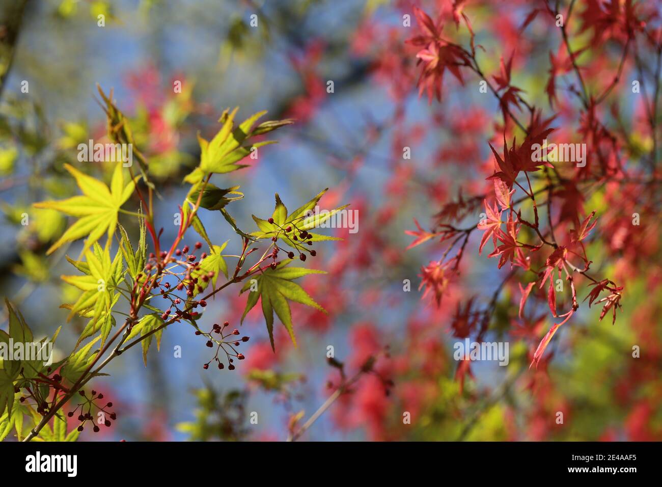 Maple groves hi-res stock photography and images - Alamy