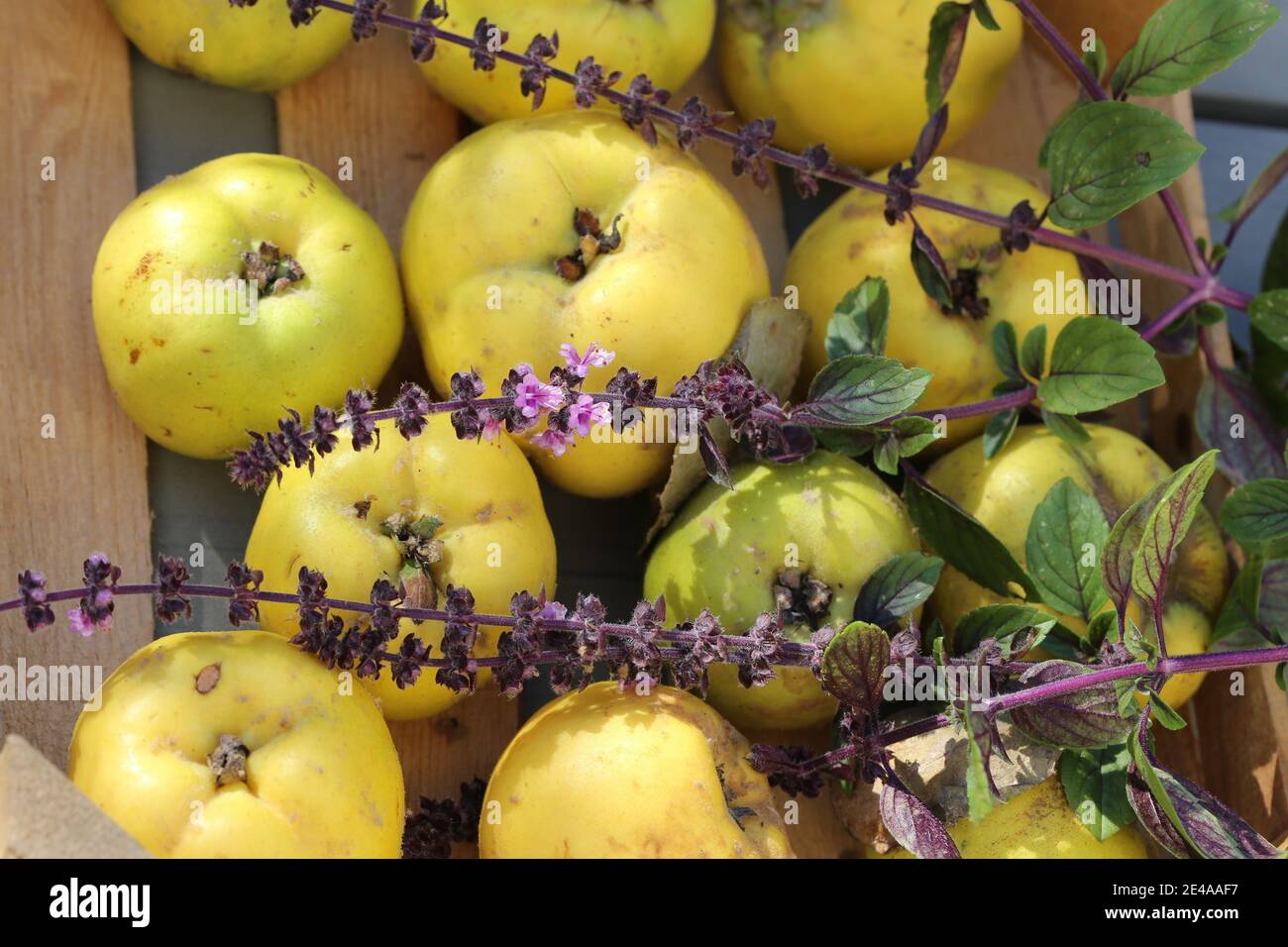 Quince fruits with blooming basil Stock Photo - Alamy