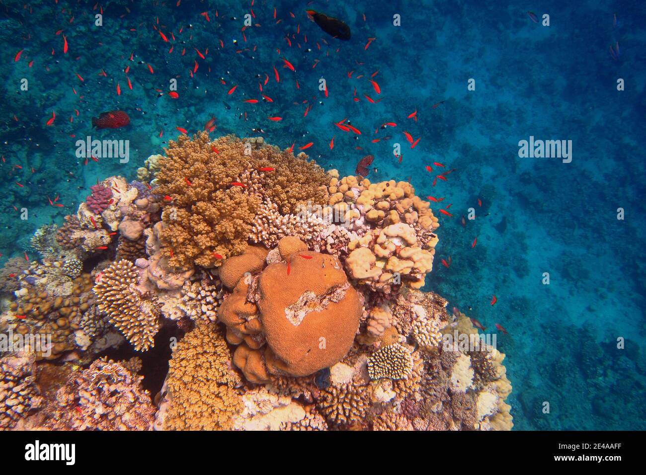 colorful coral and lots of colorful fish in the sea Stock Photo - Alamy