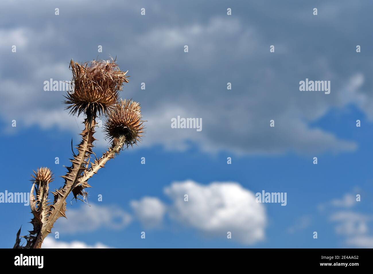 At the side nature hi-res stock photography and images - Alamy
