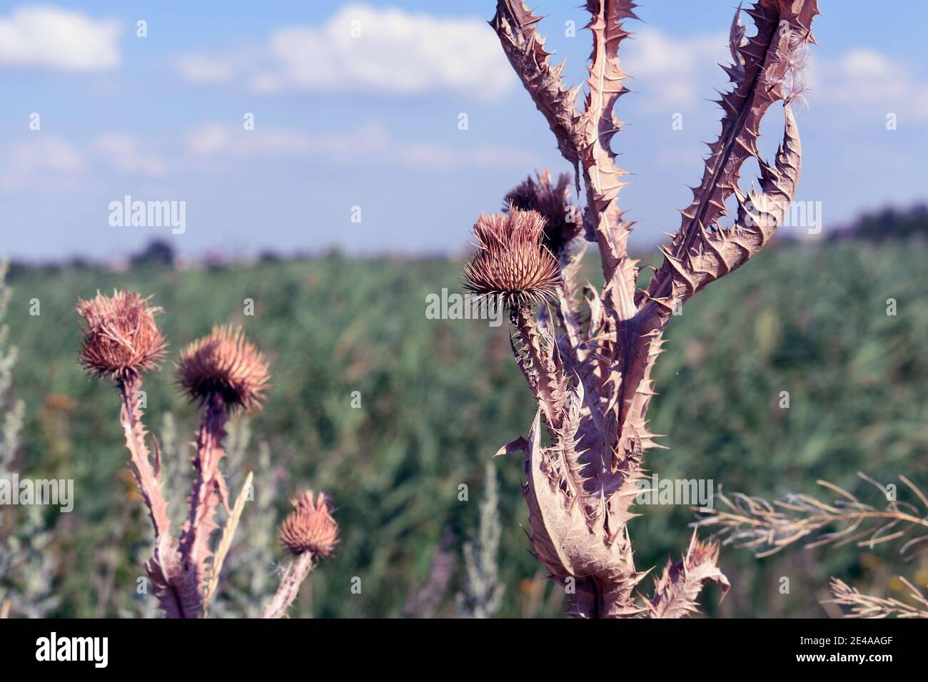 Country side nature Stock Photo - Alamy
