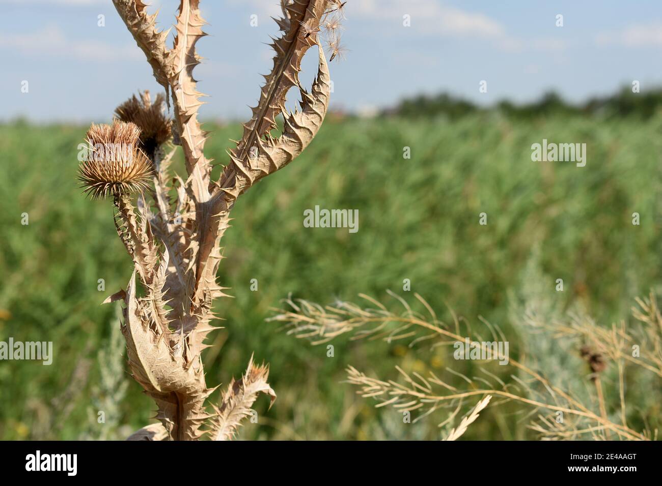 Country side nature Stock Photo - Alamy