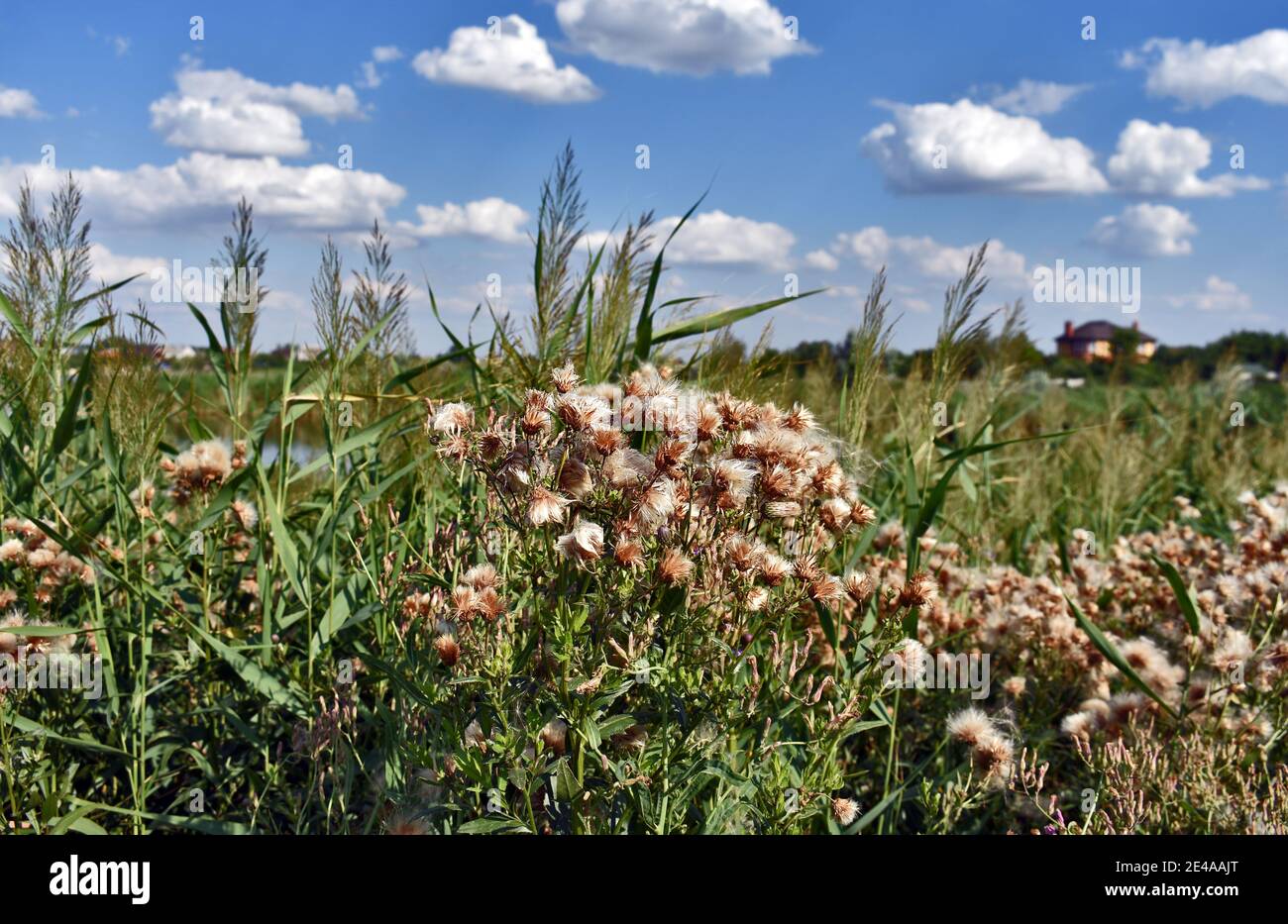At the side nature hi-res stock photography and images - Alamy