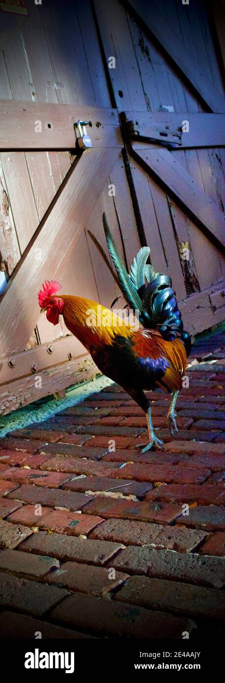 Colorful wild Rooster walks on a red brick sidewalk in Historic Key ...