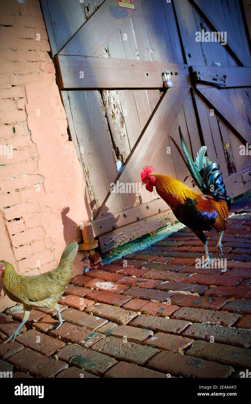 Colorful wild Rooster walks on a red brick sidewalk in Historic Key ...