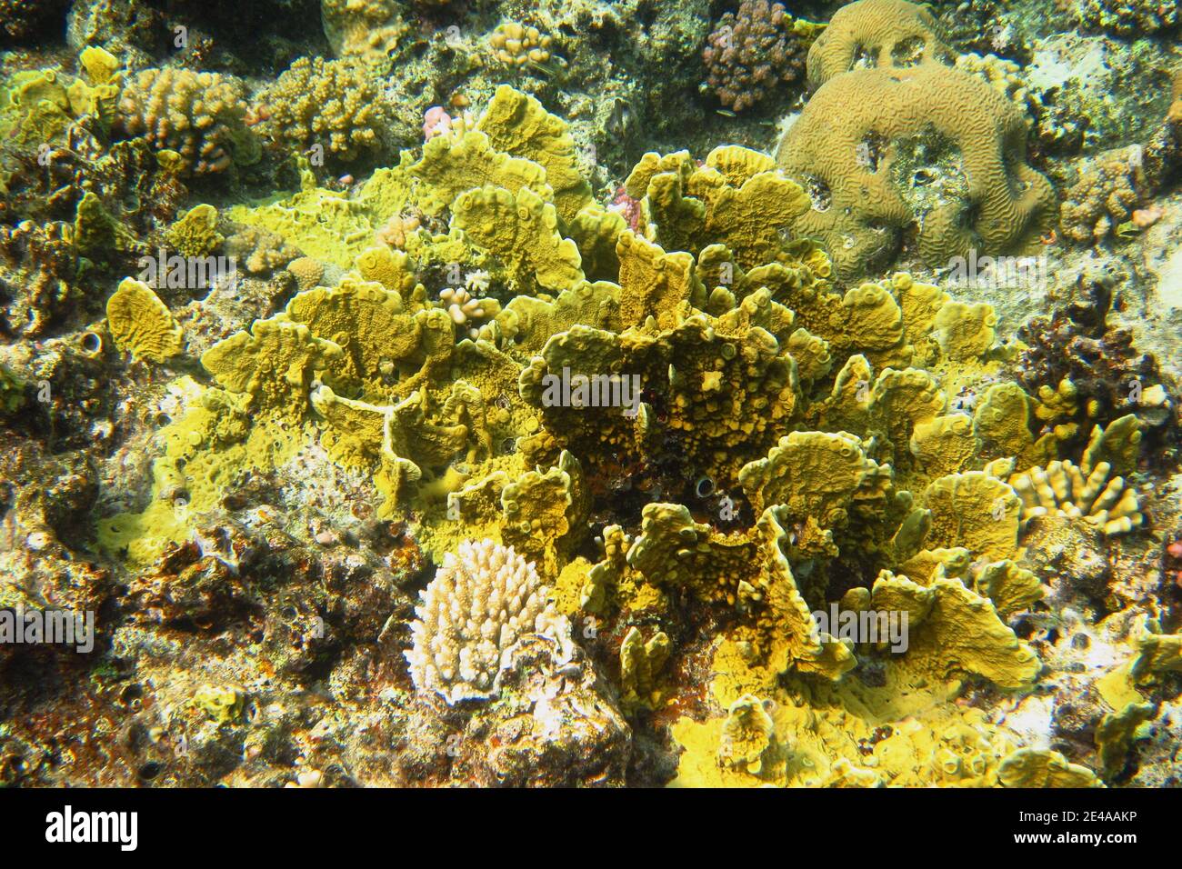 many yellow coral in the Red Sea Stock Photo - Alamy