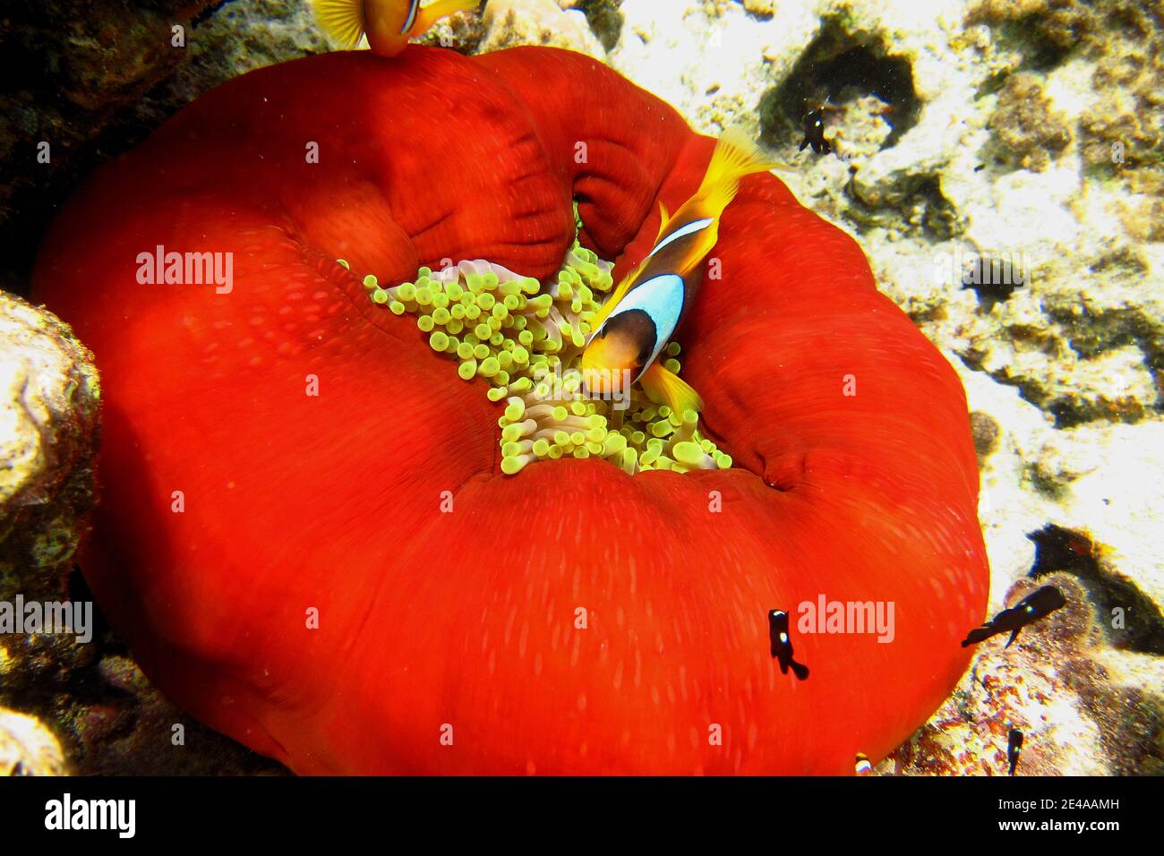 Red Sea anemonefish looks at red anemone Stock Photo - Alamy