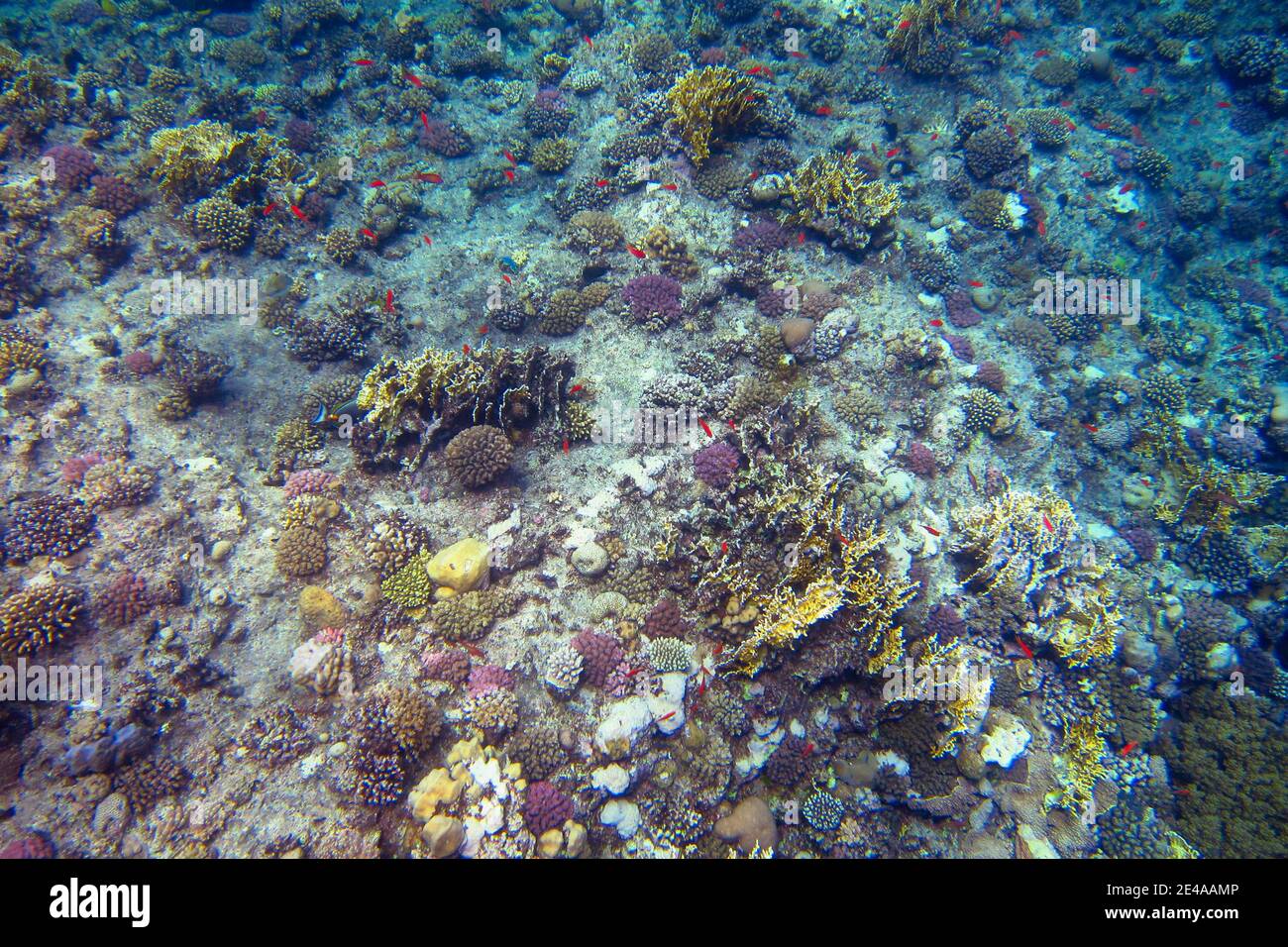 Colorful corals hi-res stock photography and images - Alamy