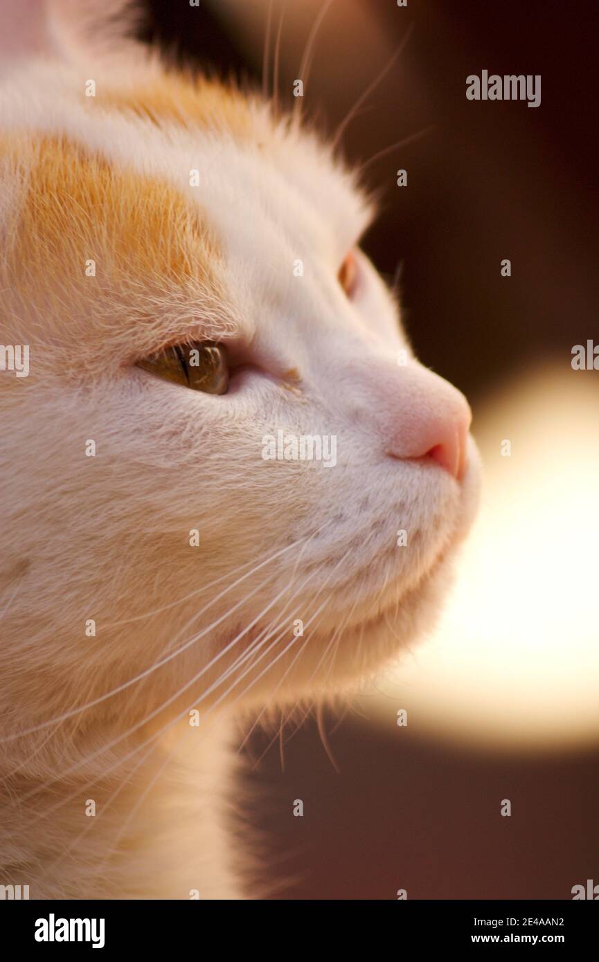 Photograph of a white cat with gold spots on the head that looks to the ...