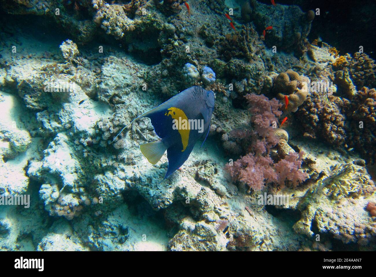 Beautiful blue angelfish hi-res stock photography and images - Alamy