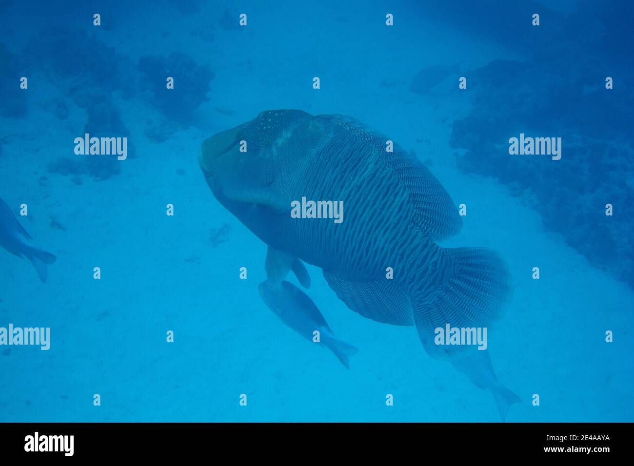 Napoleon fish hi-res stock photography and images - Alamy