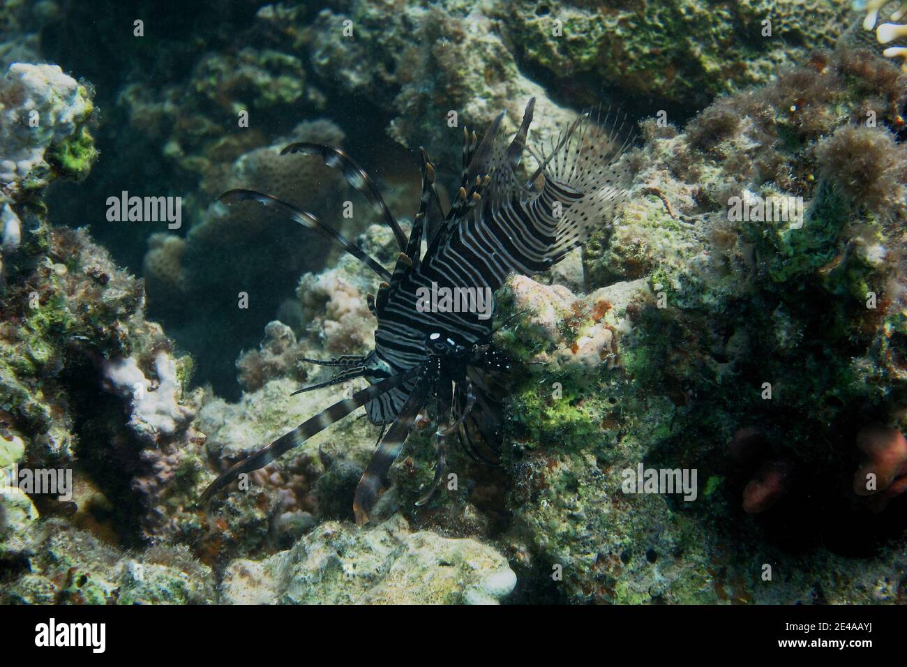 fire fish floating at corals Stock Photo - Alamy