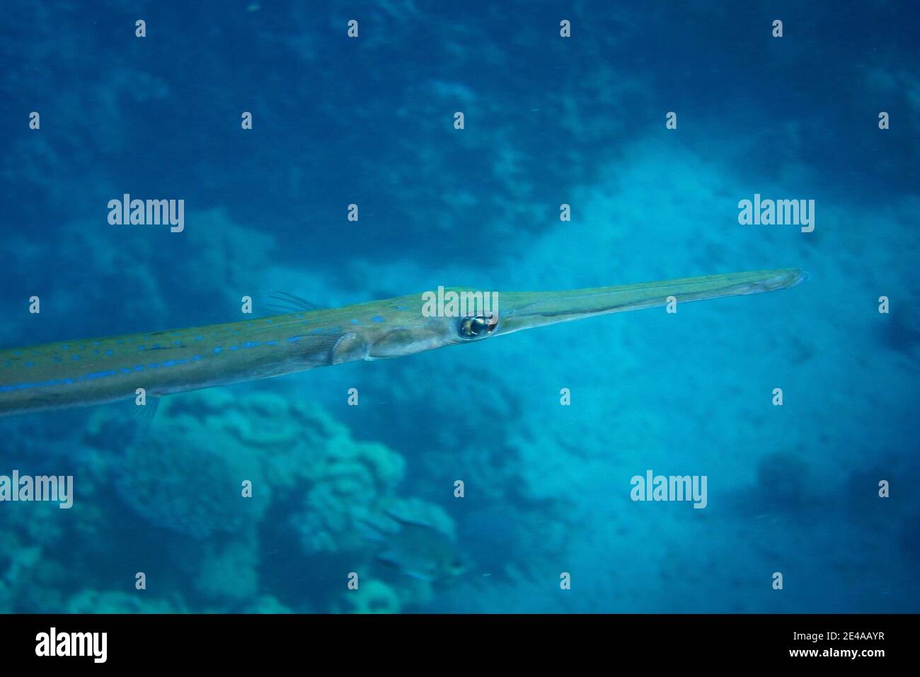 Flute fish hi-res stock photography and images - Alamy