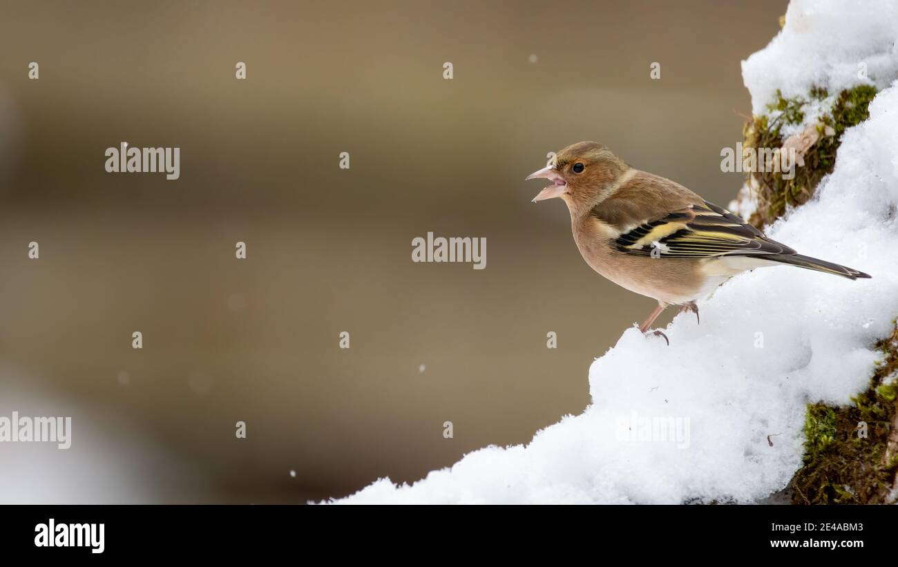 bird, natur, ast, wild lebende tiere, stieglitz, tier, baum, finch ...