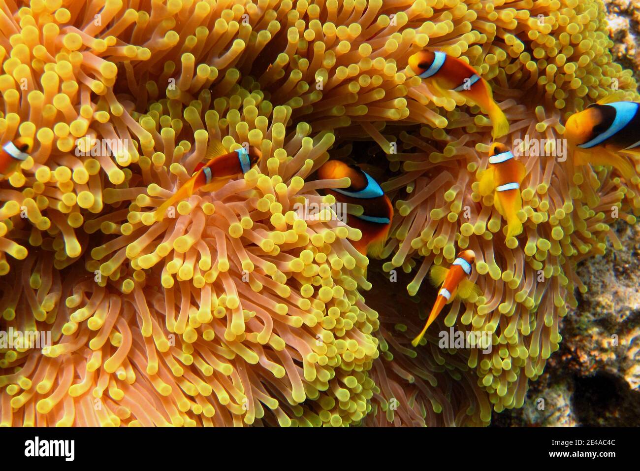 many anemone fish in anemone in the sea Stock Photo - Alamy