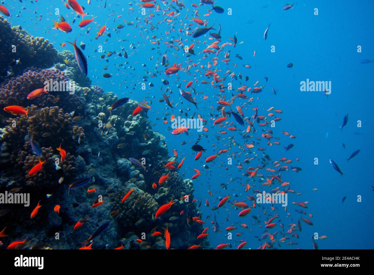 a lot of colorful fish with corals in the Red Sea Stock Photo - Alamy