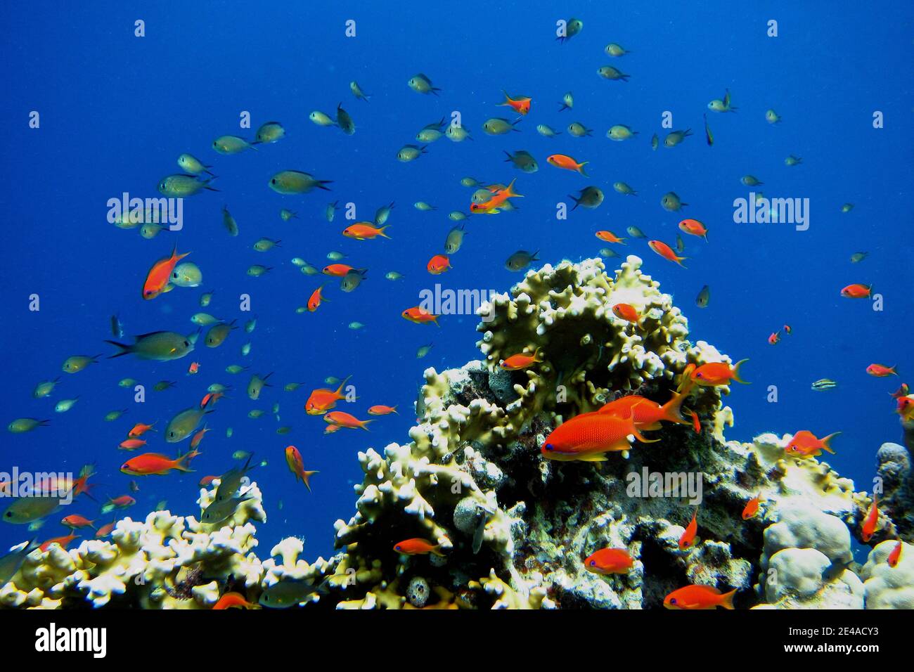 Dolphin reef red sea hi-res stock photography and images - Alamy