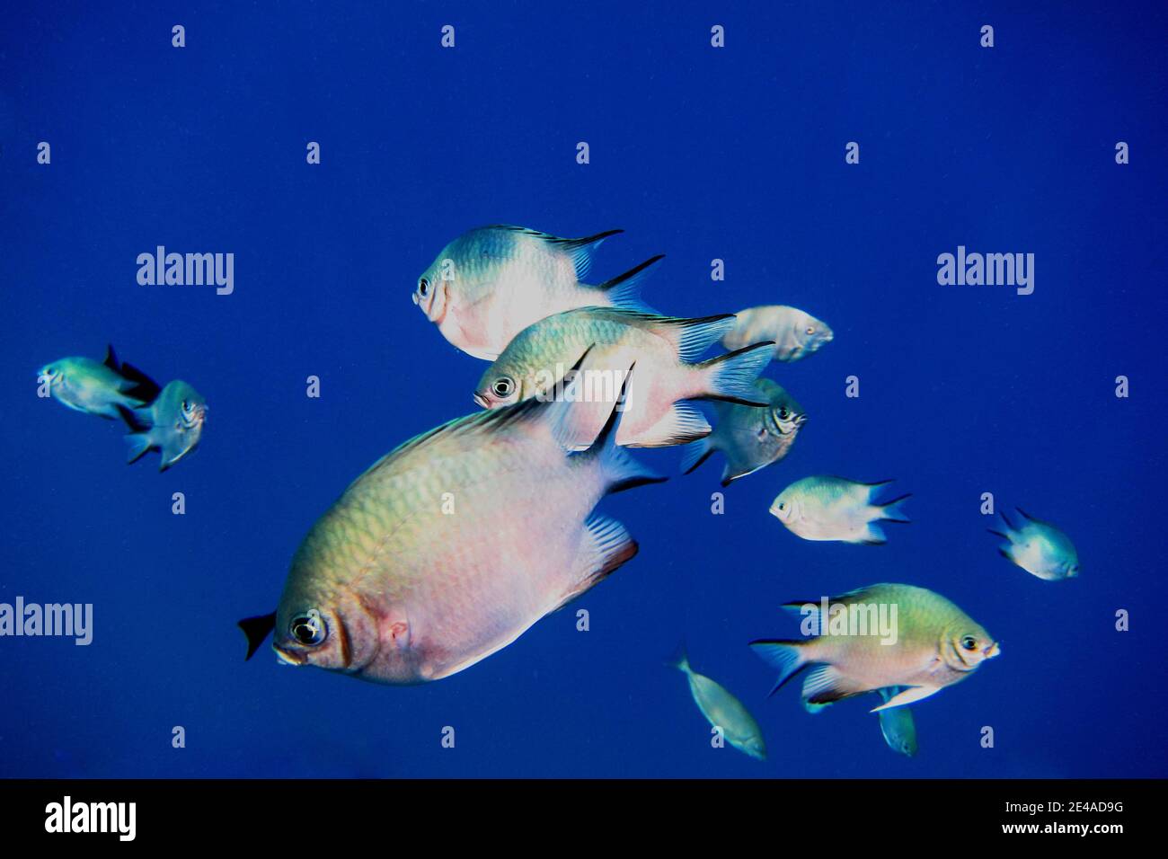 small silver fish in the blue sea while diving Stock Photo - Alamy
