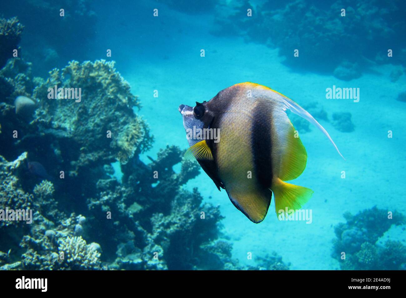 Pennant coral fish hi-res stock photography and images - Alamy
