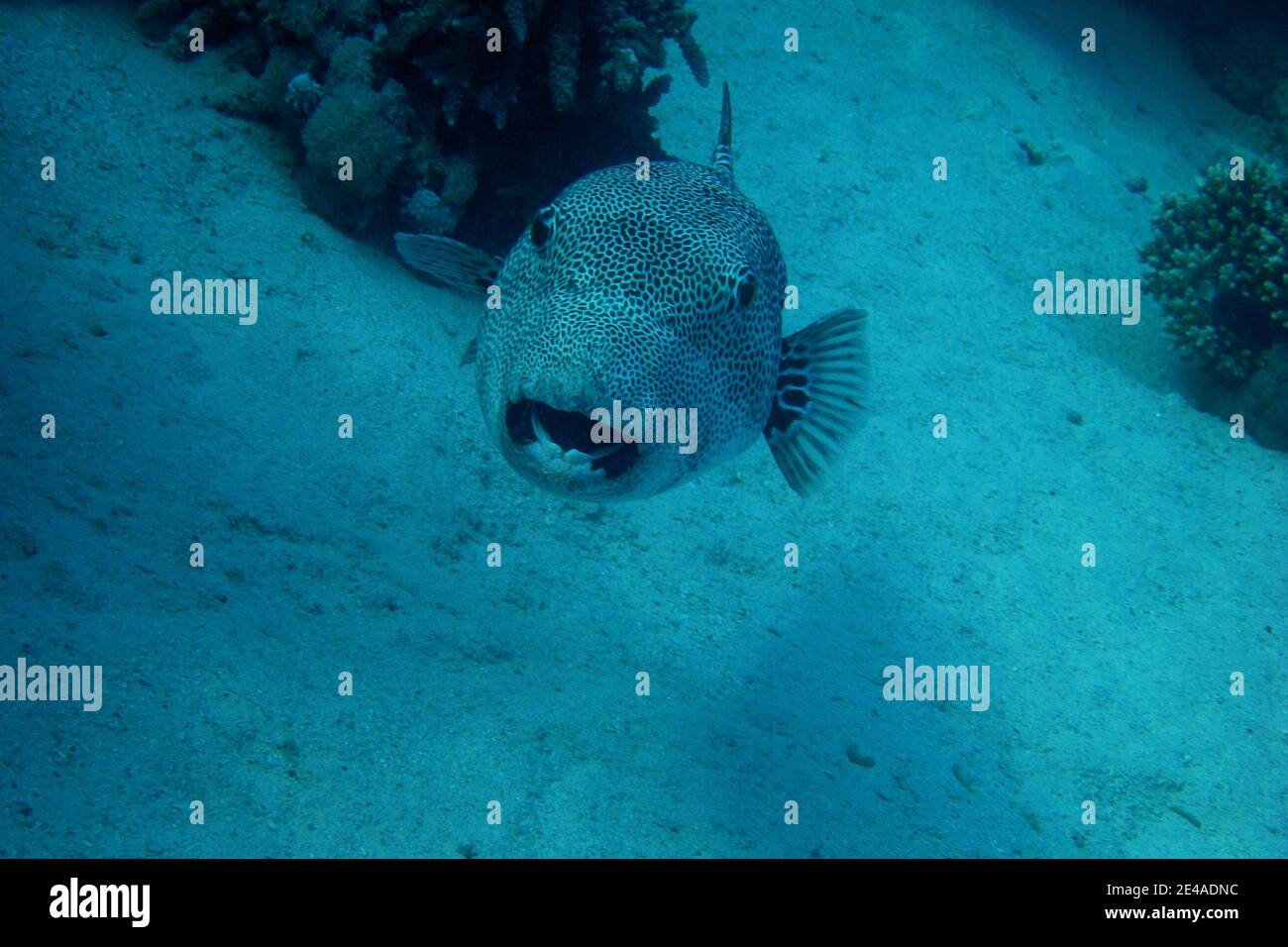 Starry Pufferfish in blue water looking at the camera Stock Photo - Alamy