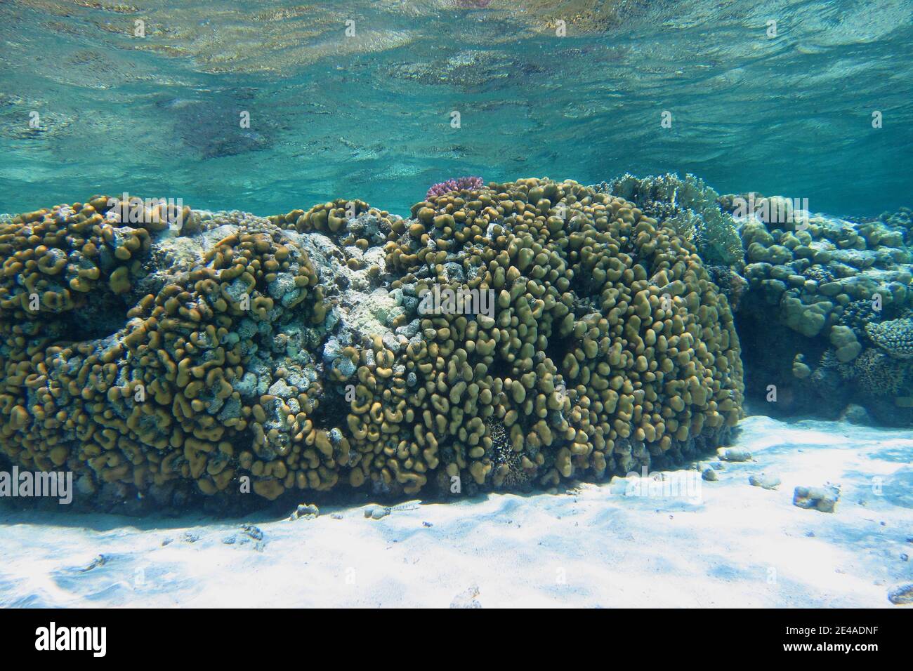 Coral on the seabed hi-res stock photography and images - Alamy