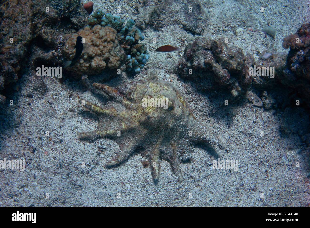 Shaft shell hi-res stock photography and images - Alamy