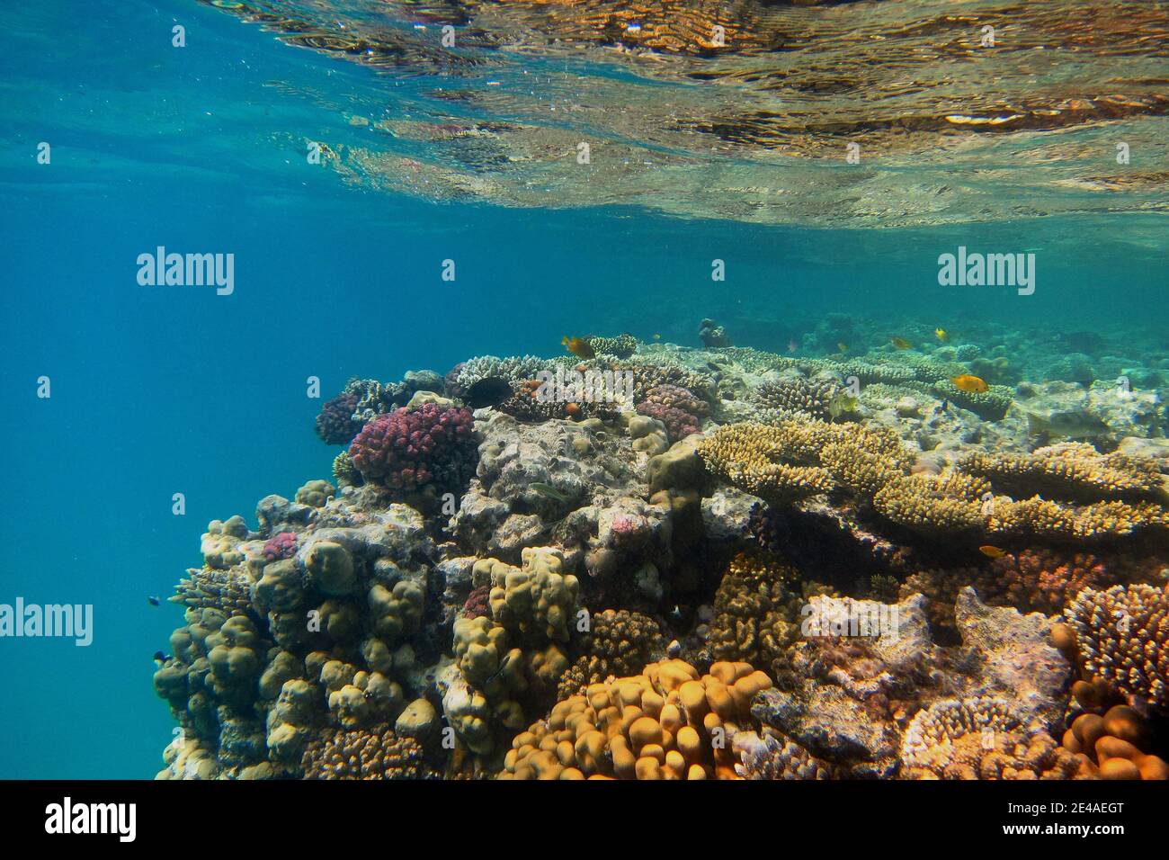Coral reef slope hi-res stock photography and images - Alamy