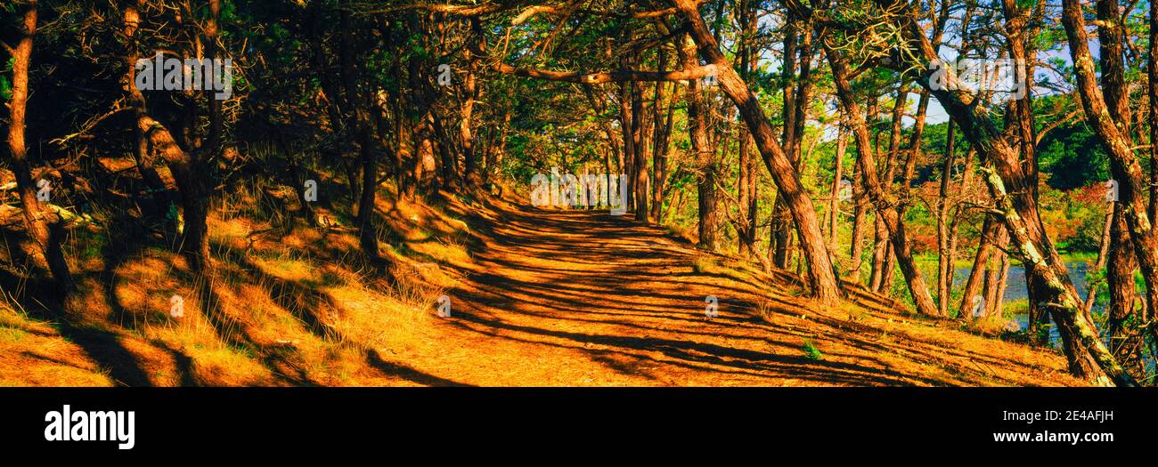 Trees in a forest, Beech Forest Trail, Provincetown, Cape Cod ...