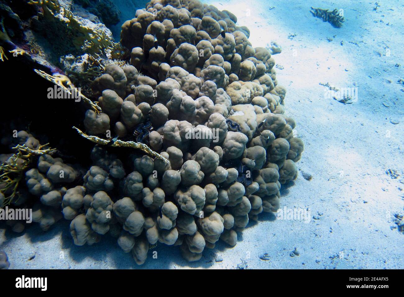 beautiful bright coral on the seabed Stock Photo - Alamy