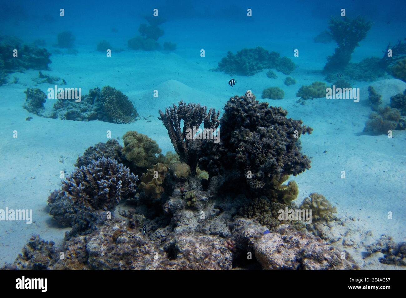 beautiful colorful coral at the base with white sand Stock Photo - Alamy
