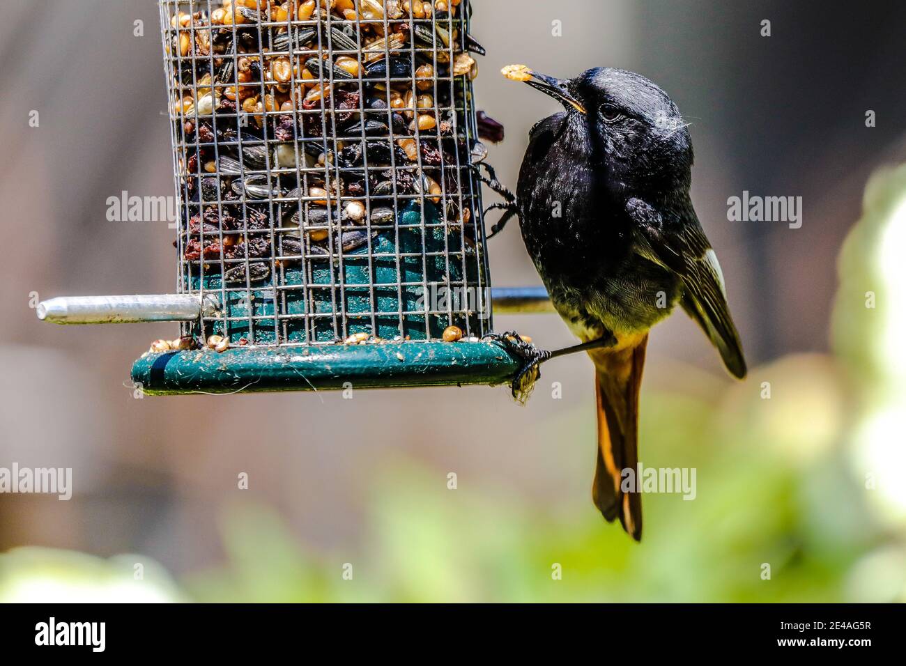 Black redstart phoenicurus ochruros nest hi-res stock photography and ...