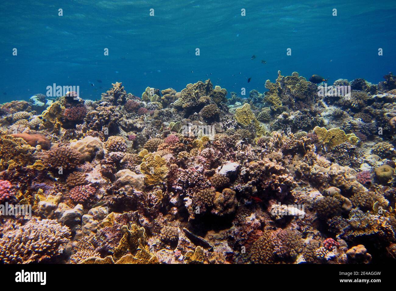 many colorful coral in the Red Sea Stock Photo - Alamy