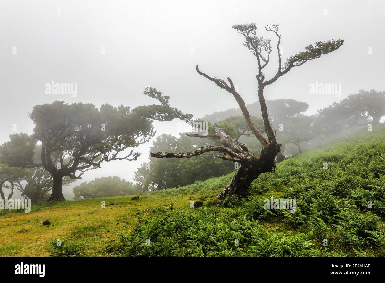 Fanal madeira hi-res stock photography and images - Alamy