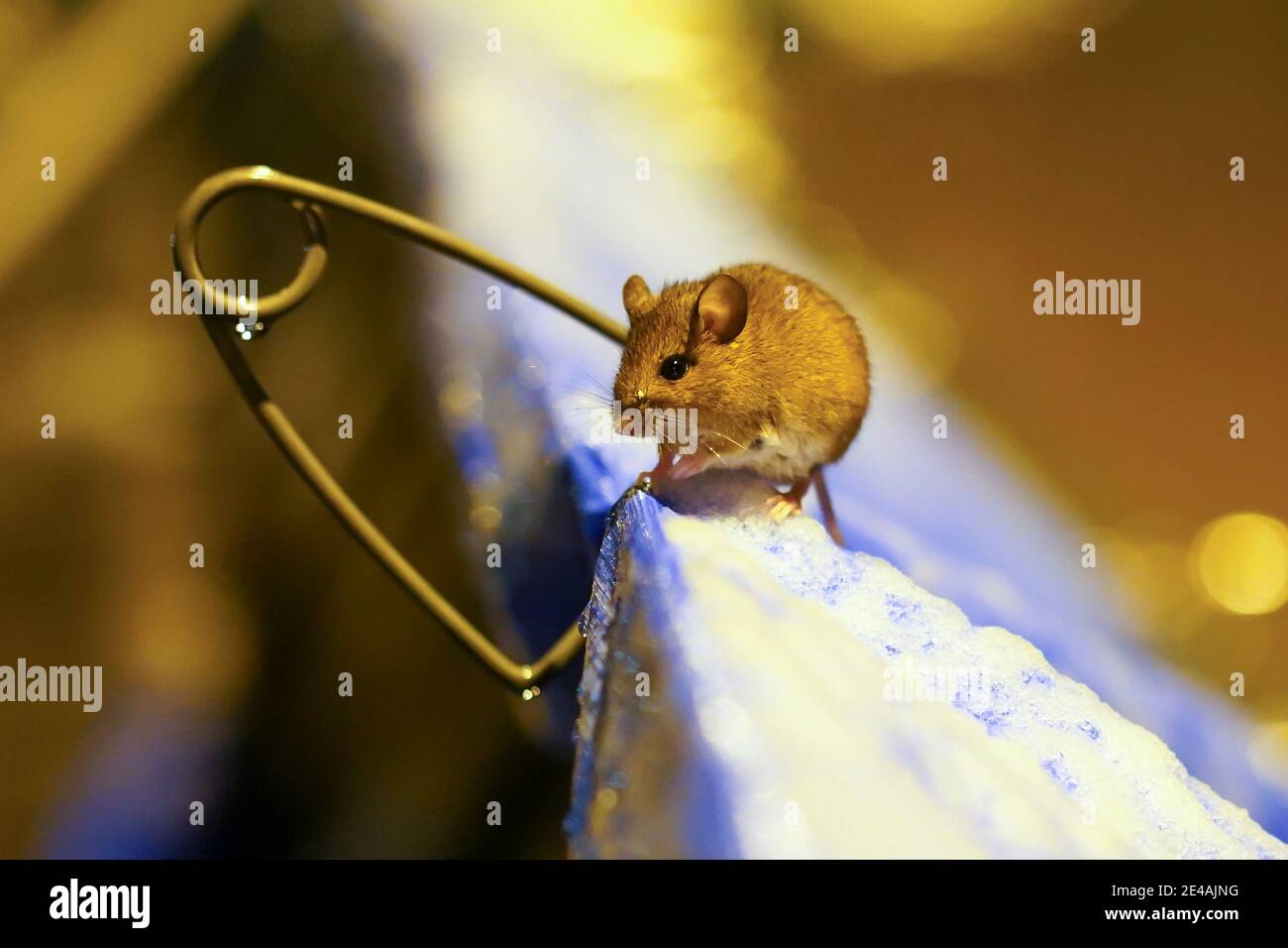 Falling mouse hi-res stock photography and images - Alamy